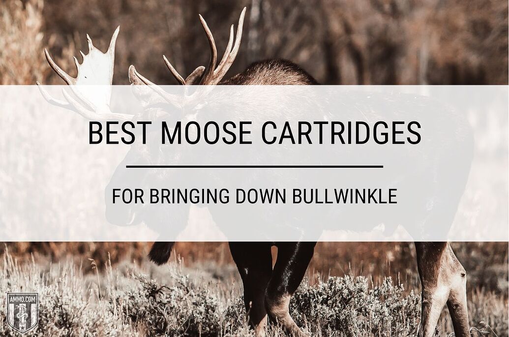 Best Moose Cartridges: For Bringing Down Bullwinkle - Public Shooting ...